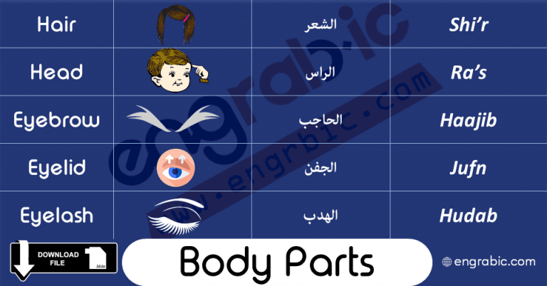 Parts of Body Vocabulary with Arabic and English - Engrabic