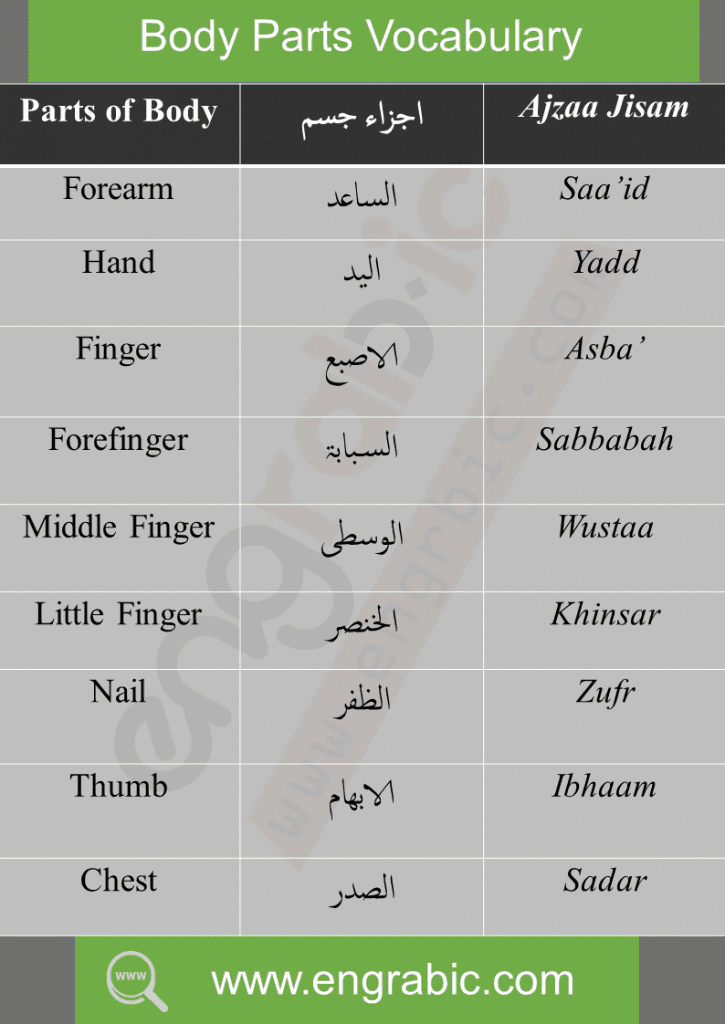 Body Parts in Arabic and English Vocabulary - Engrabic