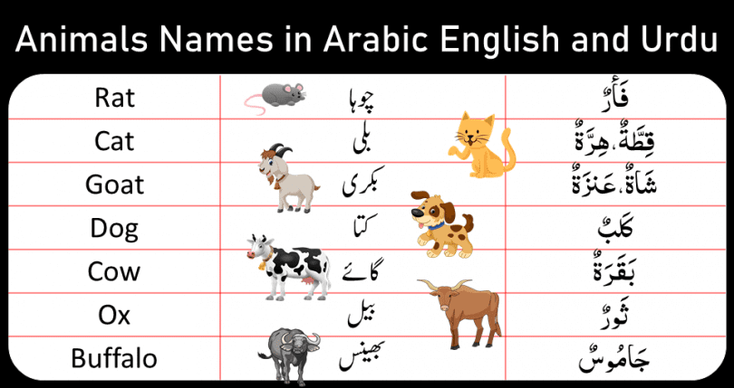 Animals Names in Arabic English and Urdu | Animals Names for Kids