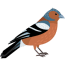 50 Birds Names in English with Pictures - Birds Visual Vocabulary ...