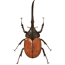 50 Insects Names in English with Pictures - Engrabic