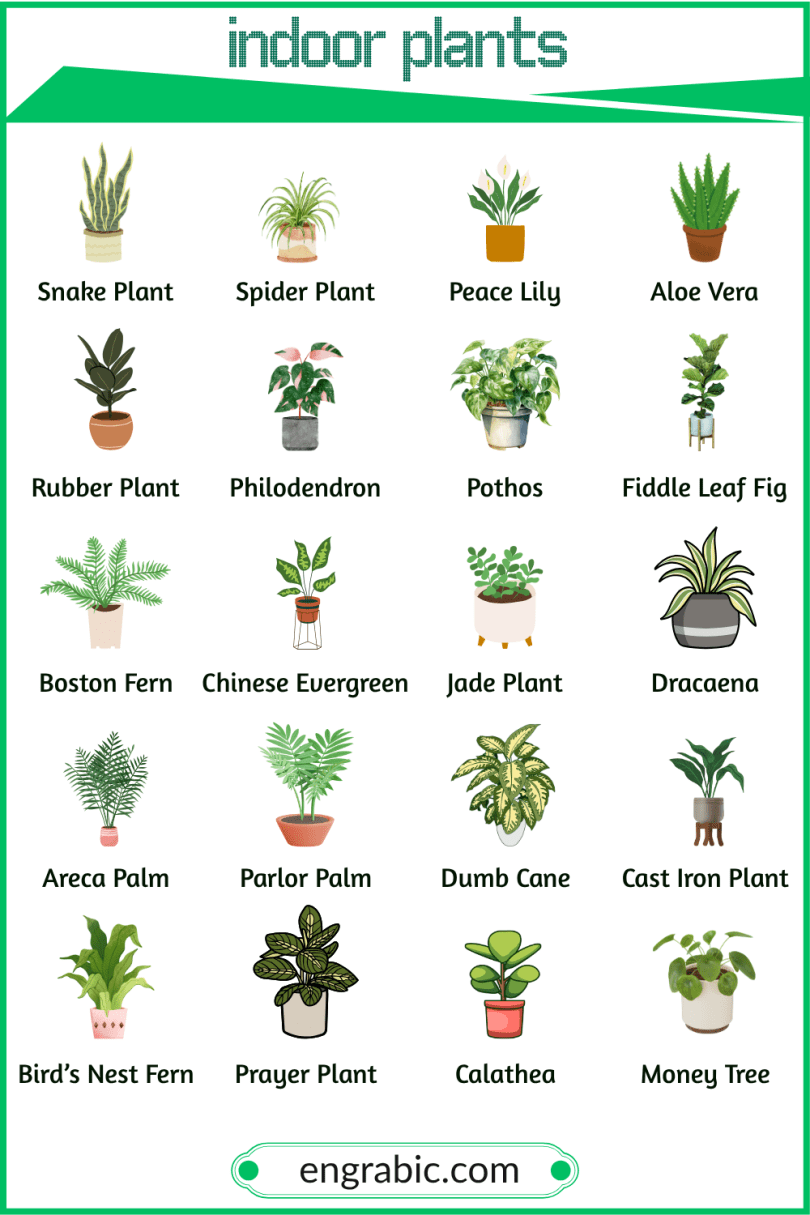 Indoor Plants Names List with Images: Vocabulary for Beginners - Engrabic