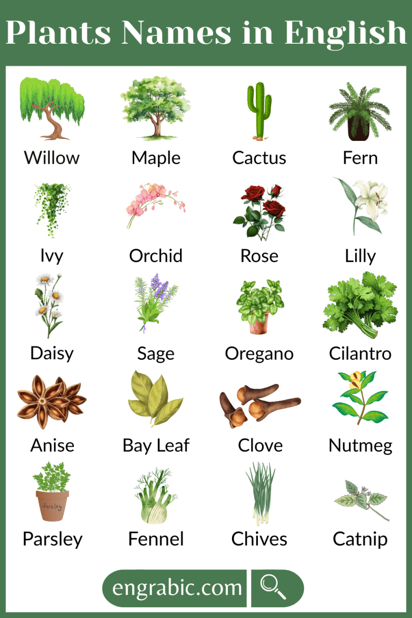 Plants Names: List of Types of Plants with Pictures - Engrabic