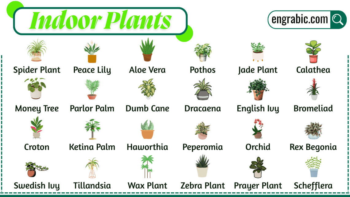 Indoor Plants Names List with Images: Vocabulary for Beginners - Engrabic