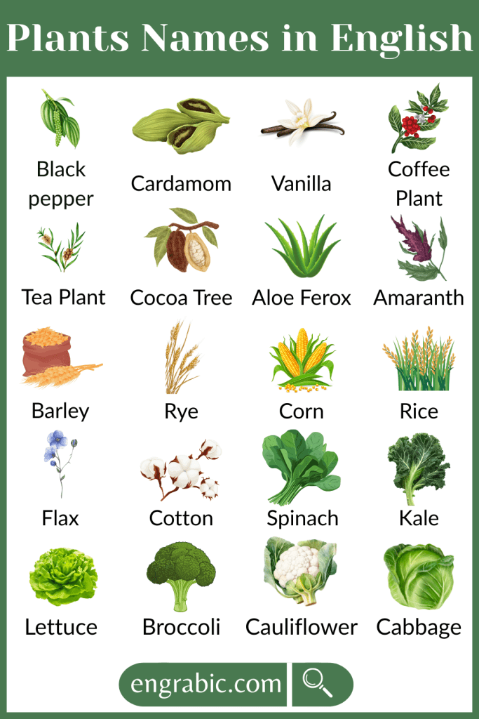 Plants Names: List of Types of Plants with Pictures - Engrabic