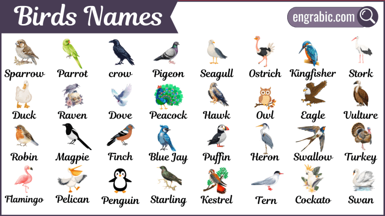 50 Birds Names in English with Pictures - Birds Visual Vocabulary ...
