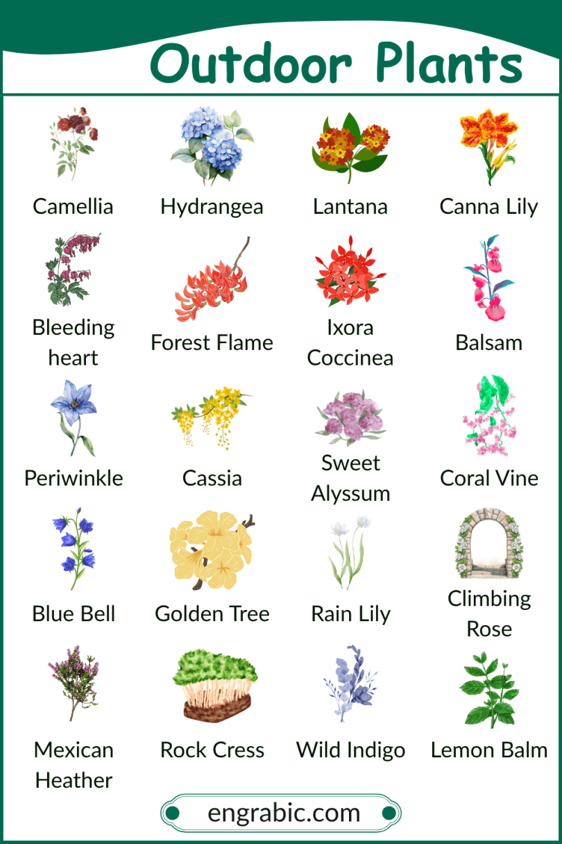 Outdoor Plants Names with Pictures for Easy Vocabulary Learning - Engrabic