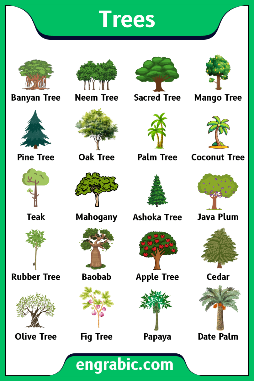 Types of Plants List with Their Pictures - Engrabic